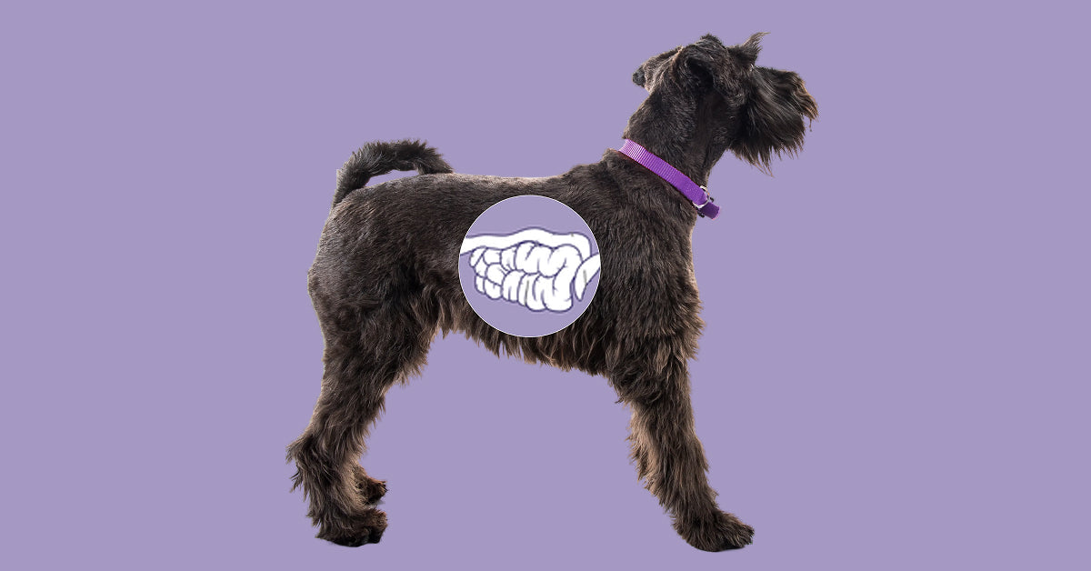 The Hidden Link Between Your Dog's Gut and Their Immune System – Hound & Co